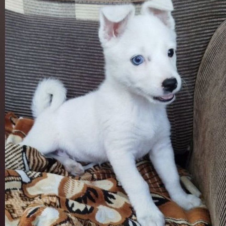 Отдам даром собаку бесплатно