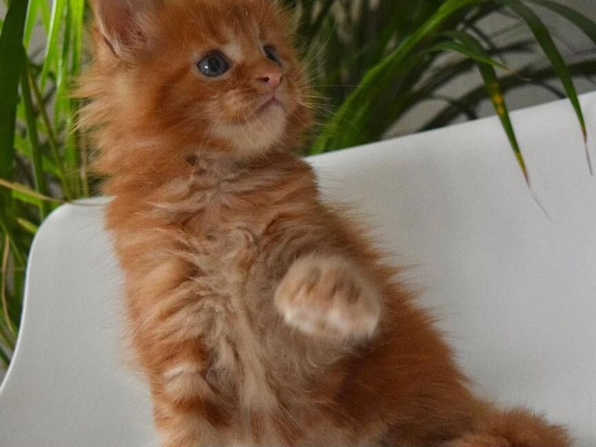 Мейн-кун котята
