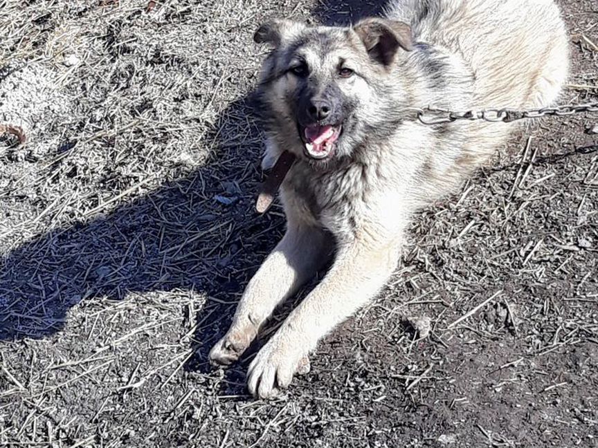 Собачка Жуля ждёт добрые ручки
