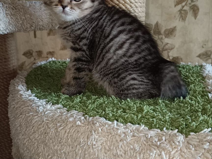 Шотландская кошечка страйт