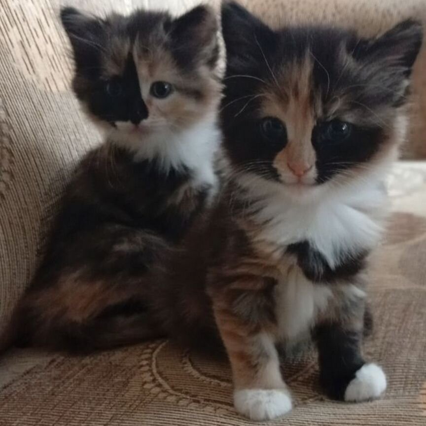 Котёнок от частного владельца