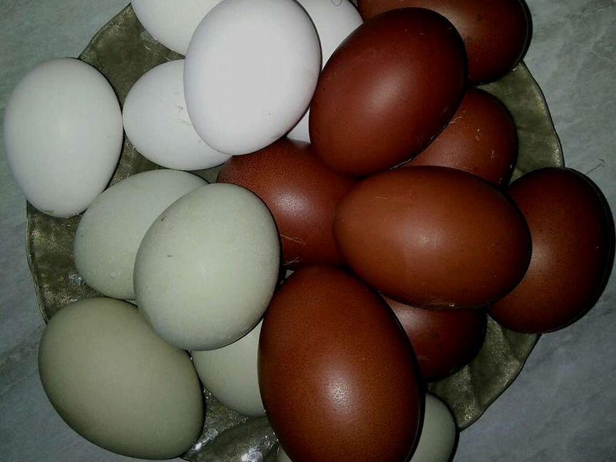 Инкуб яйцо Маран,цыпы