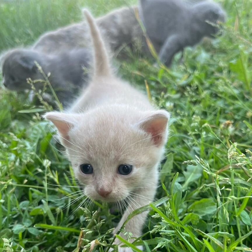 Шотландский вислоухий короткошёрстный котёнок
