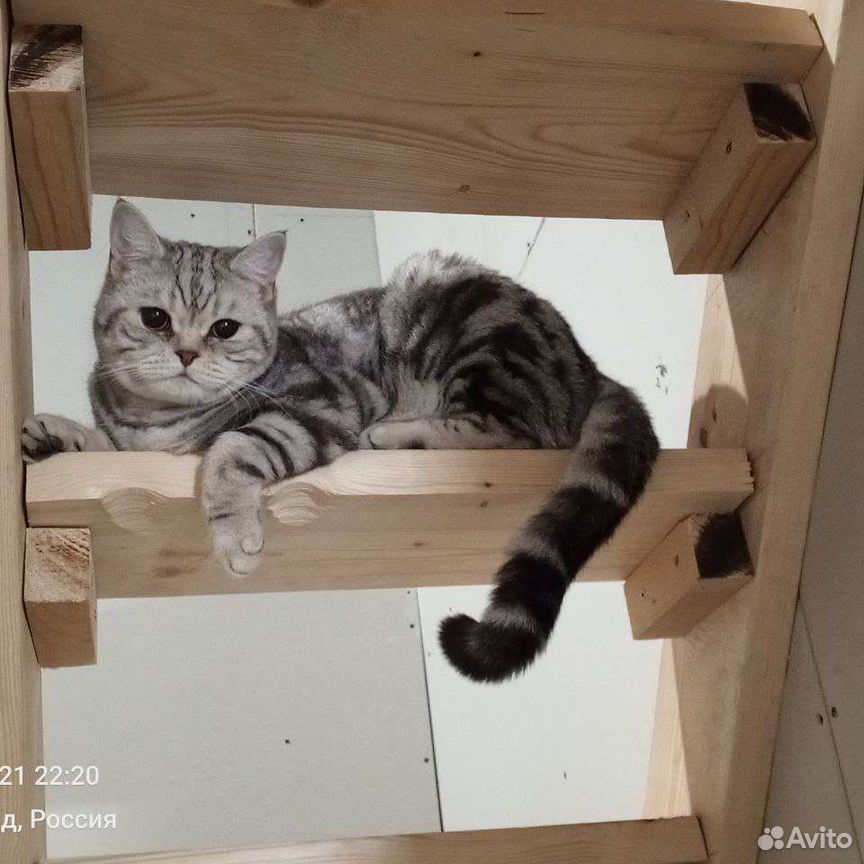 Потерялся кот шотландец