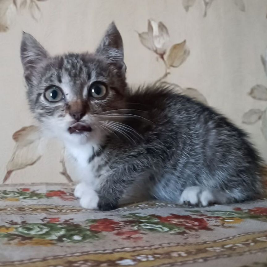 Котенок