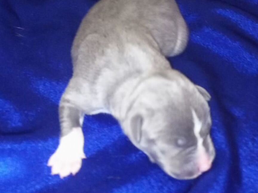 Щенки питбуля