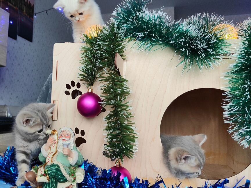 Шотландские котятки