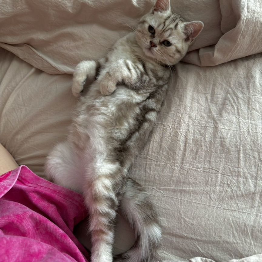 Шотландка котёнок