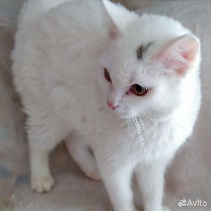 Кот белый 6месяцев