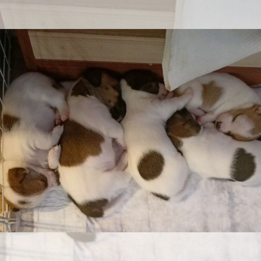 Щенки джек рассел терьер