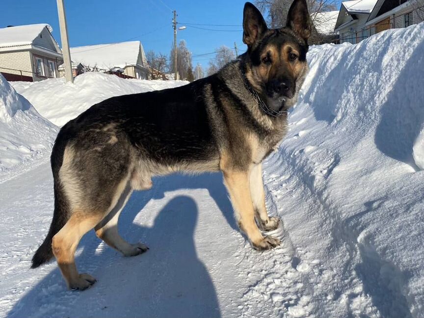 Восточноевропейская овчарка