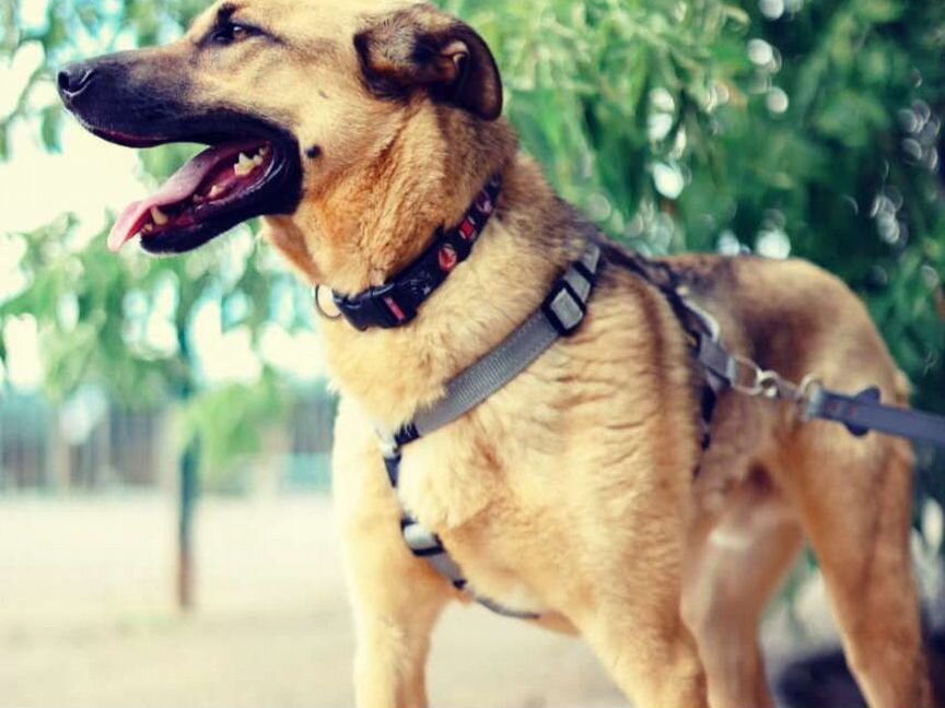 Лео ищет свою семью