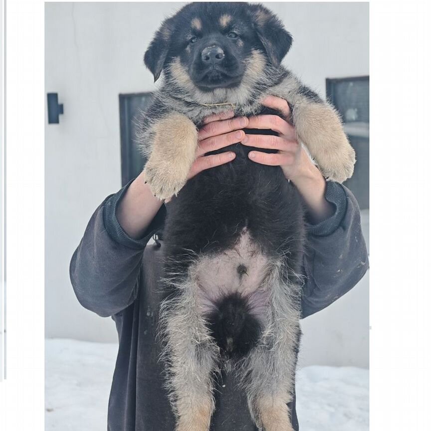 Восточноевропейская овчарка, щенок