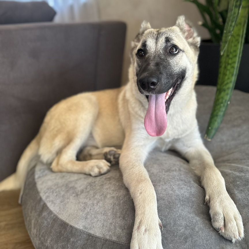 Щенок в добрые руки бесплатно