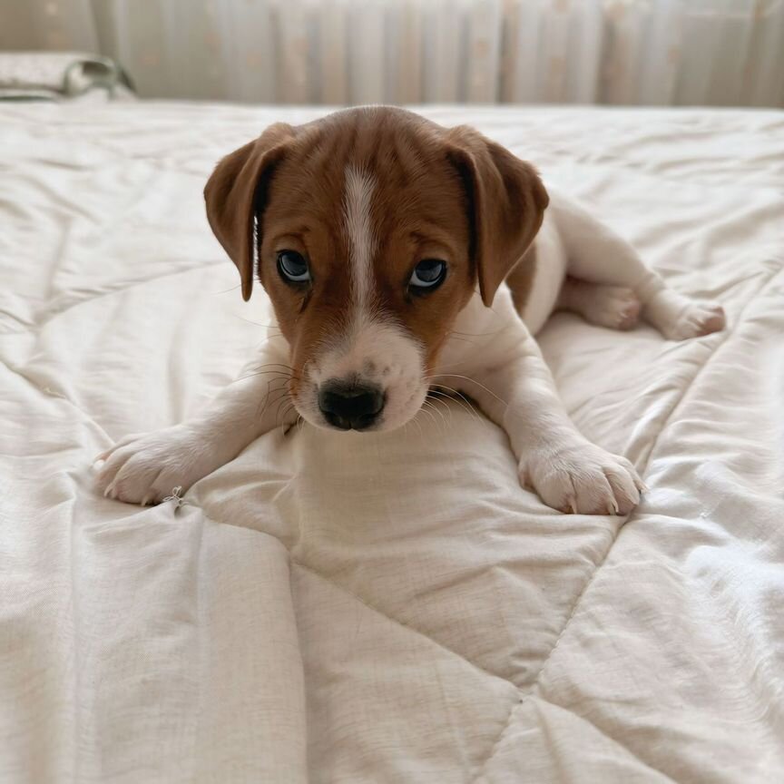 Джек рассел терьер