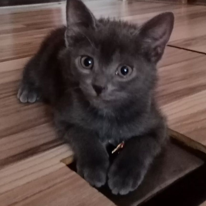 Британский короткошёрстный котёнок