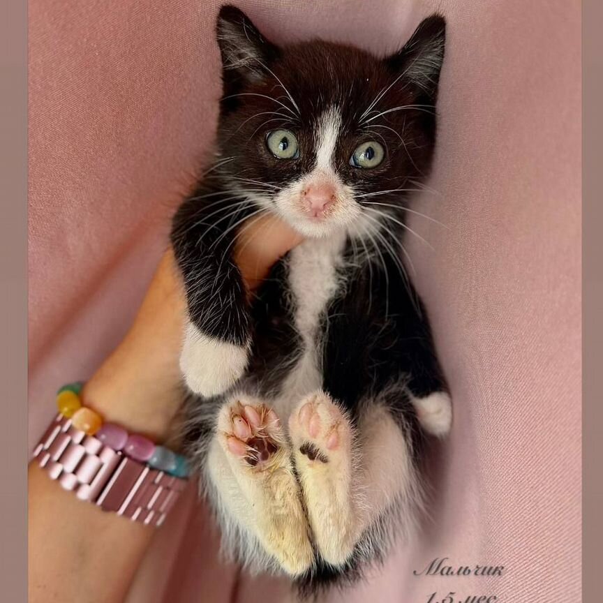 Котёнок в добрые руки