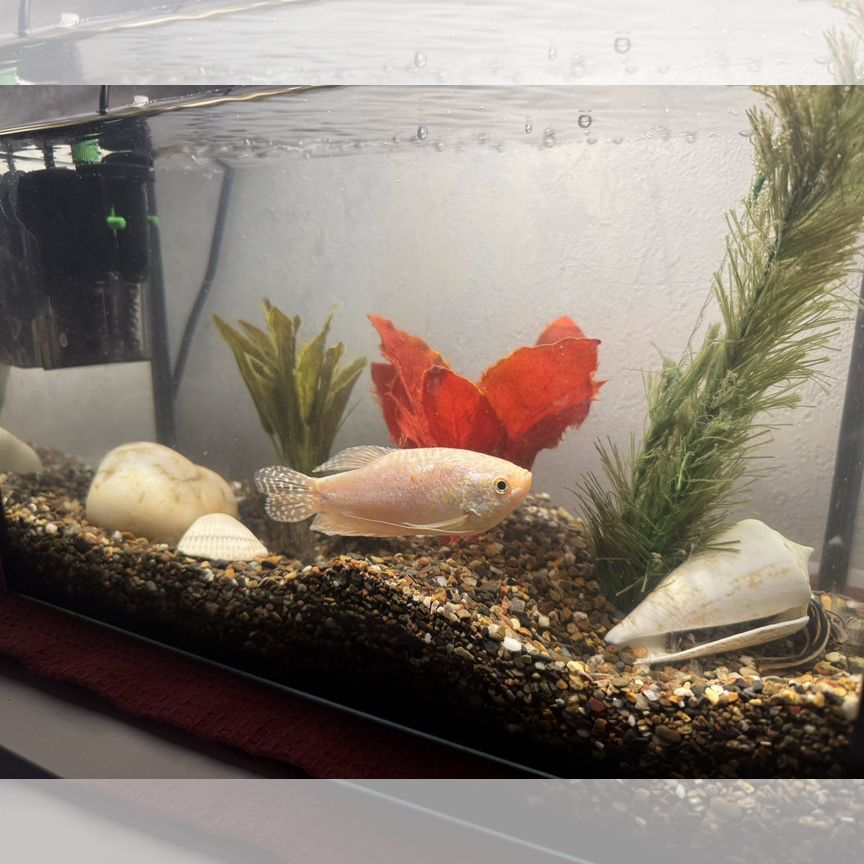 Аквариум с рыбками