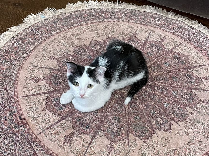 Котенок девочка 2 мес