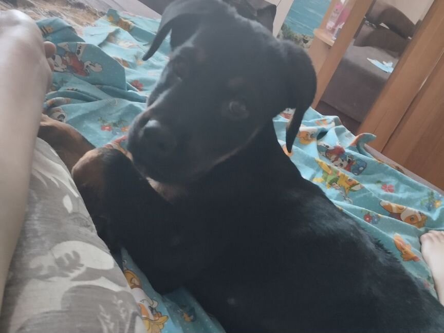 Щенок ротвейлера