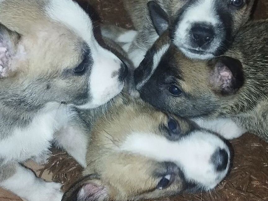 Щенок стафорширский терьер смесь