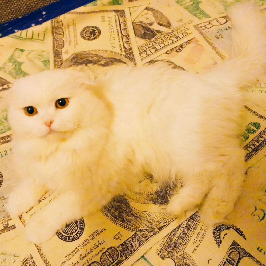 Шотландский кот