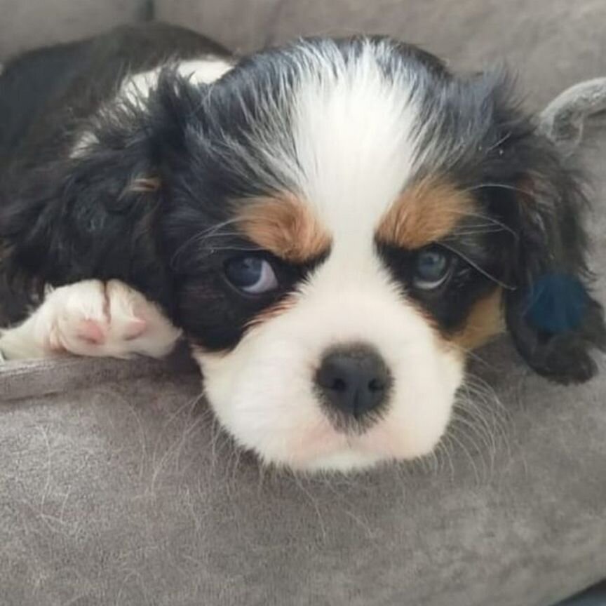 Кавалер кинг чарльз спаниель