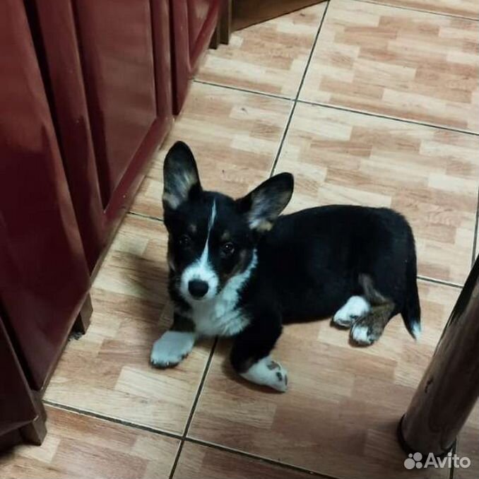 Маленькая хорошая девочка Корги Кардиган (РКФ)