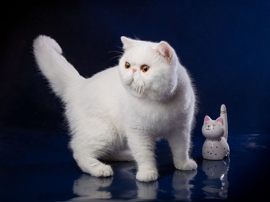 Экзотический белый котик