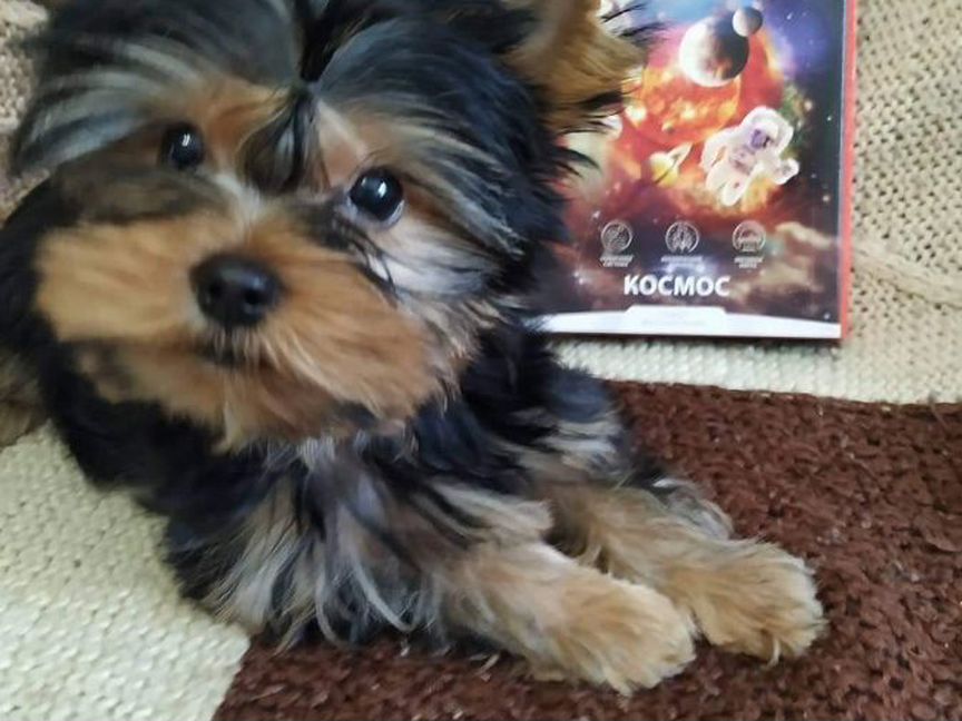 Йоркширский терьер мини беби фейс