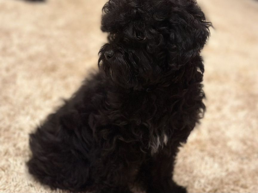 Мальтипу f1 mini - black