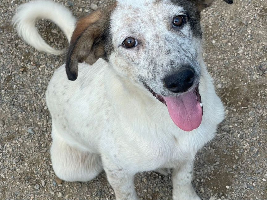 Собаки смертники из Гомельской усыпалки