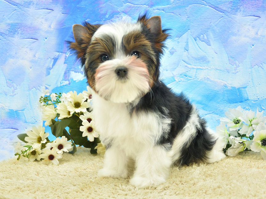 Бивер девочка