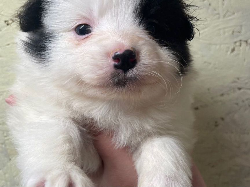 Щенки шпица бюджетно