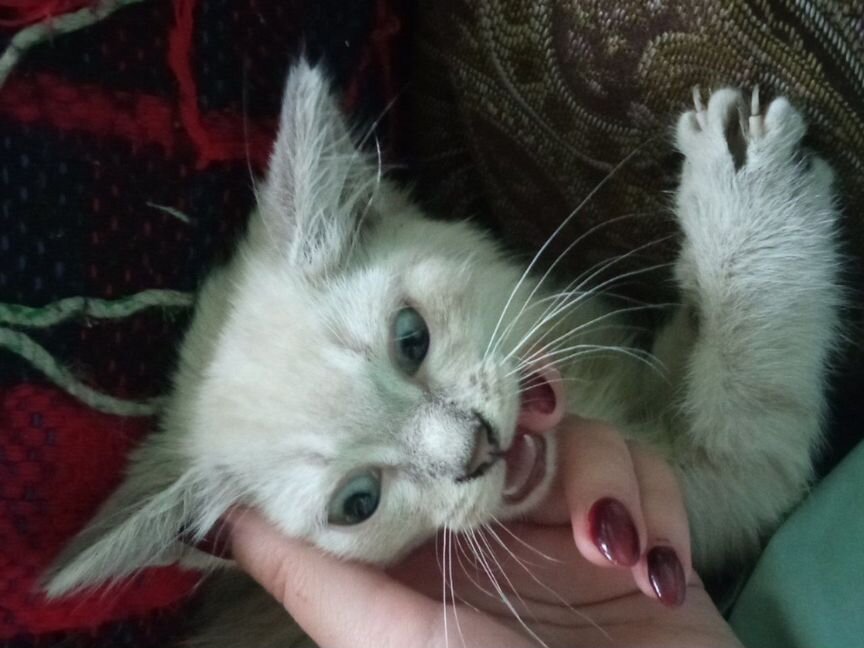 Отдам бесплатно кота, мальчик
