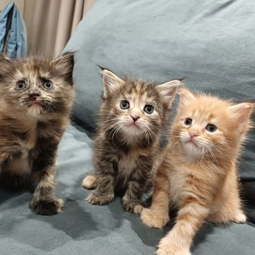 Котята "мейн-кун"