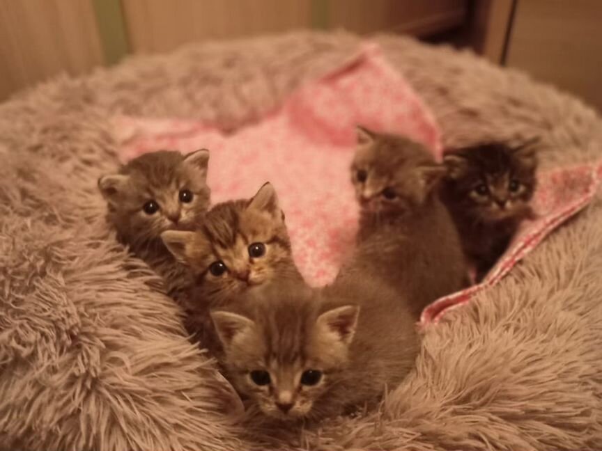 Котята в добрые руки