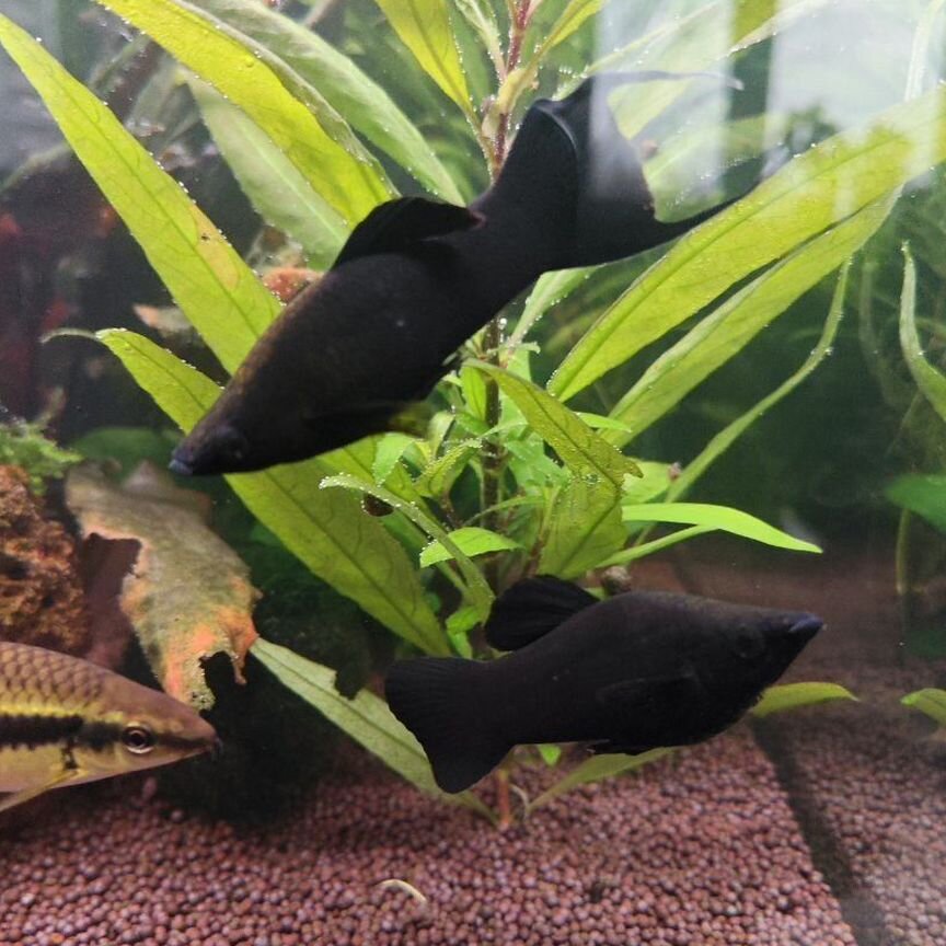 Моллинезия черная