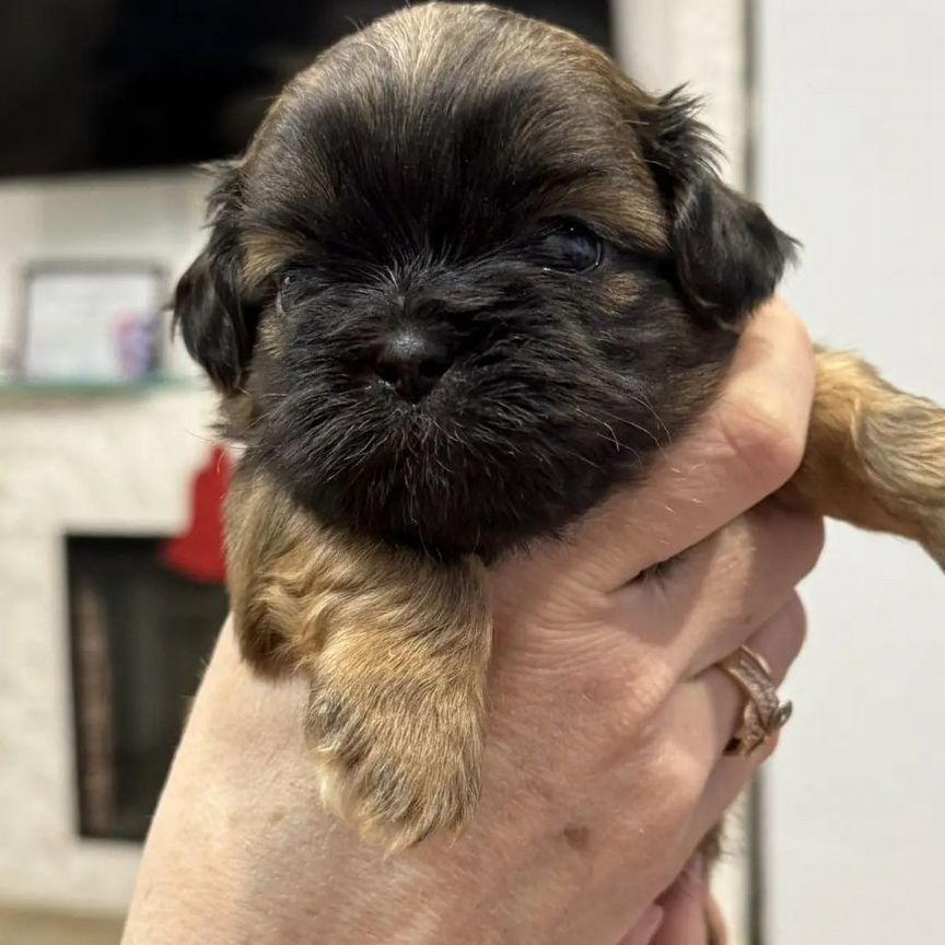 Ши-тцу, щенок