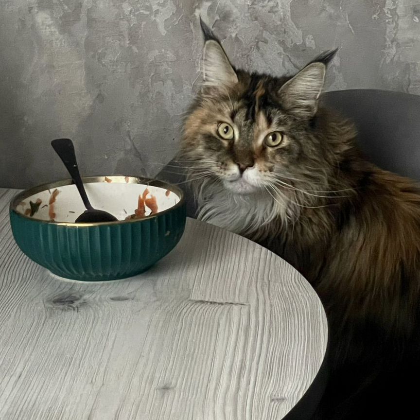 Кошка породистая в добрые руки