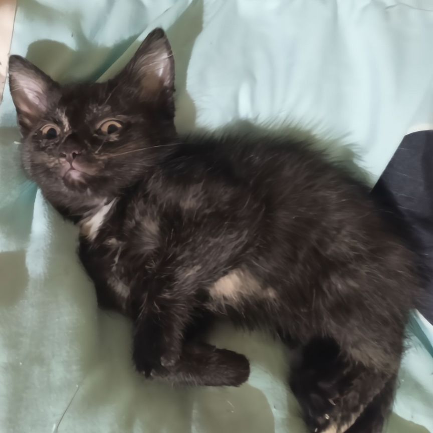 Котёнок в добрые руки