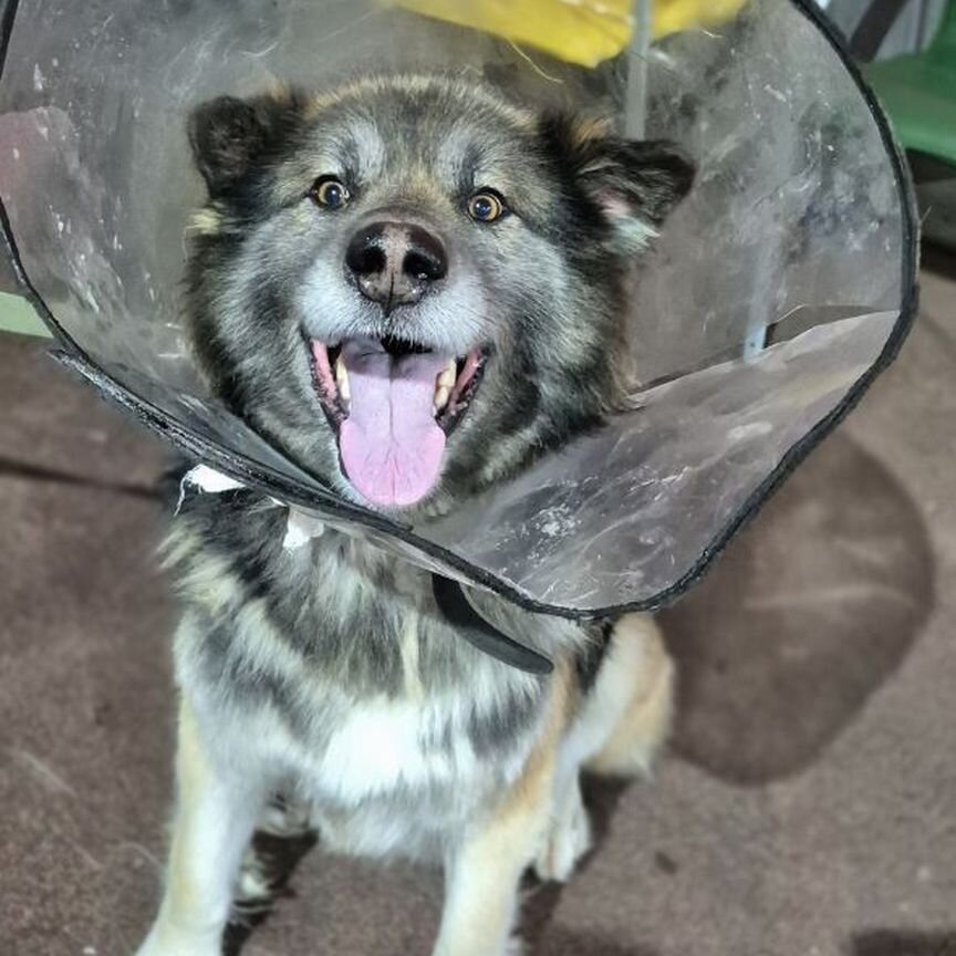 Взрослый пёс в добрые руки