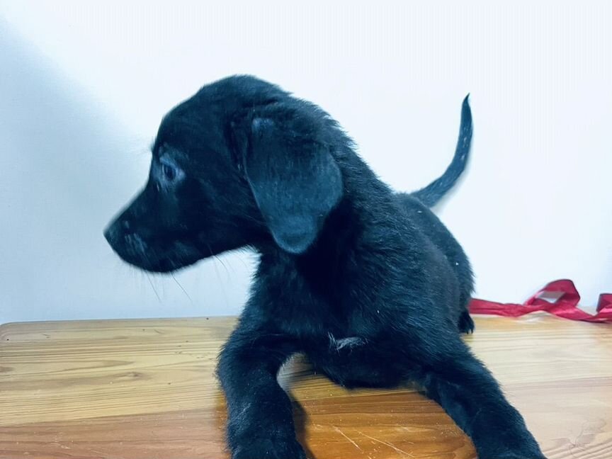 Митис лабрадора