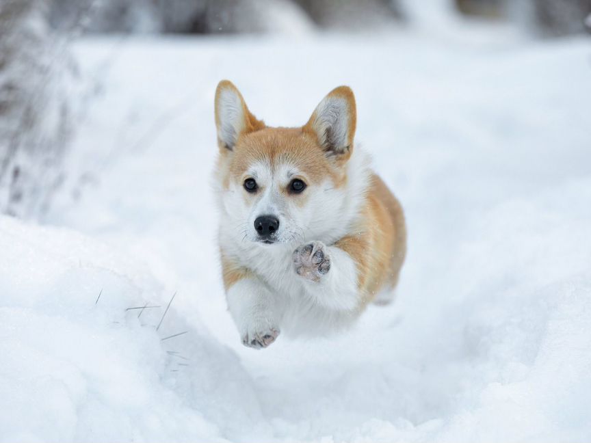 Вельш-корги пемброк