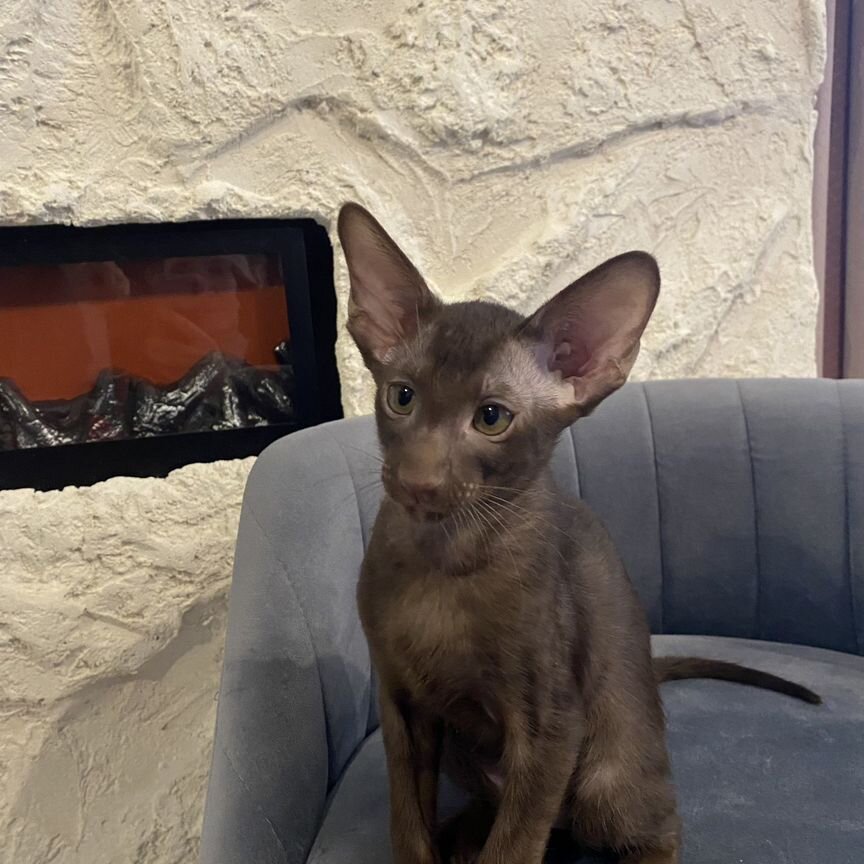 Ориентальные котята