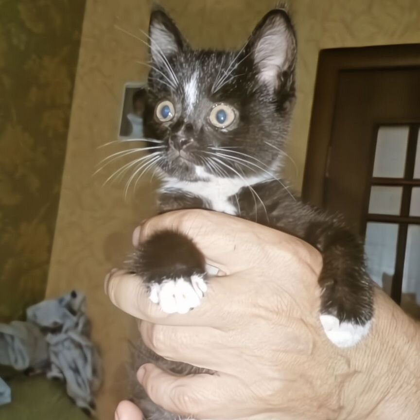 Котёнок в добрые руки