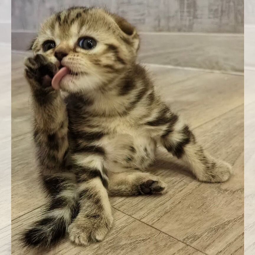 Шотландский вислоухий короткошёрстный котёнок