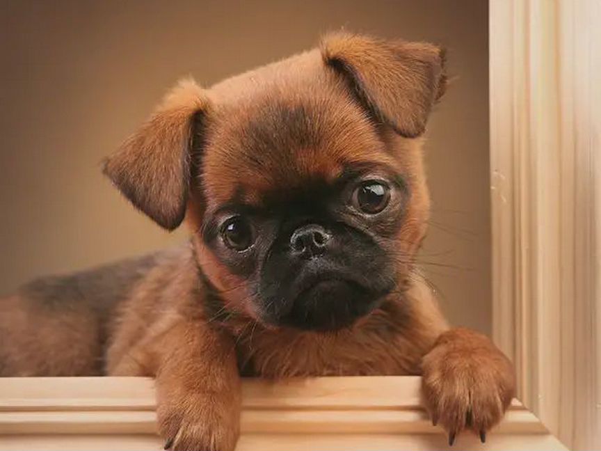 Брабансончики взрослые девочки