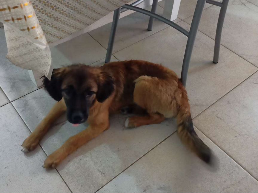 Щенок в добрые руки