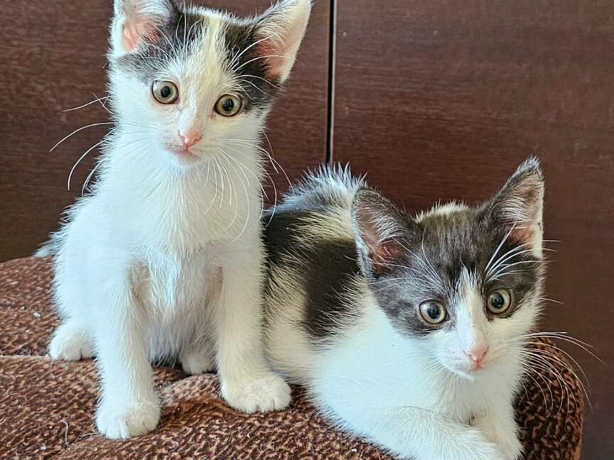 Белоснежные ласковые милые добрые котята